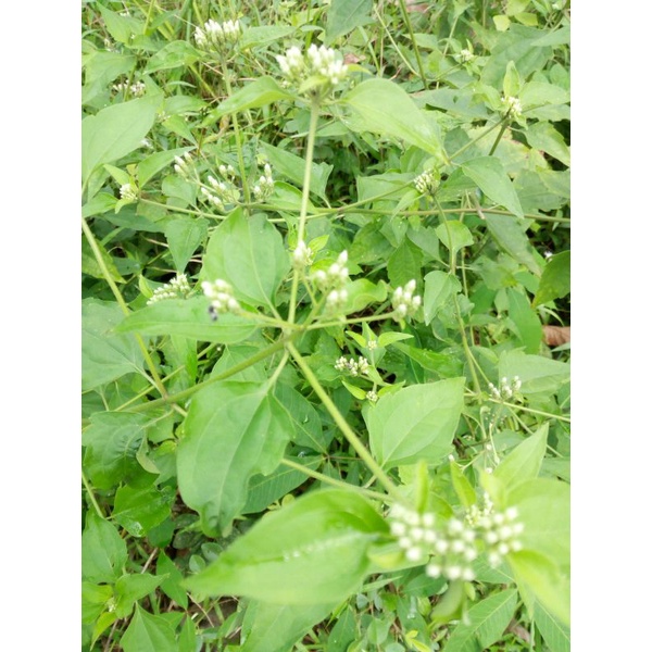 Jual Daun kirinyuh atau balakacida | Shopee Indonesia