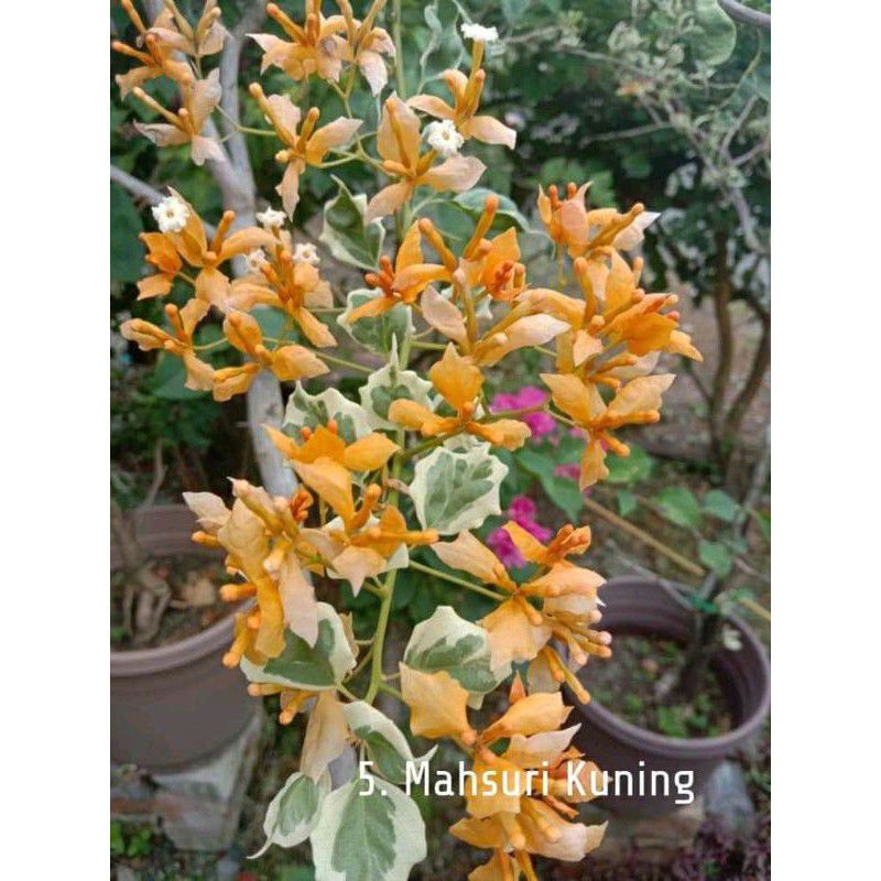 Jual Mashuri kuning | Shopee Indonesia