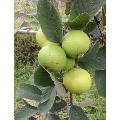 Jual Ind4K Benih Bibit Buah Jambu Biji Apel | Shopee Indonesia