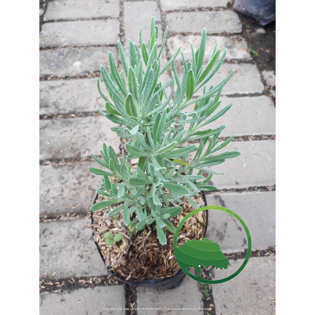 Jual Bibit Tanaman Lavender Gold Creek - Bibit Tanaman Lavandula ...