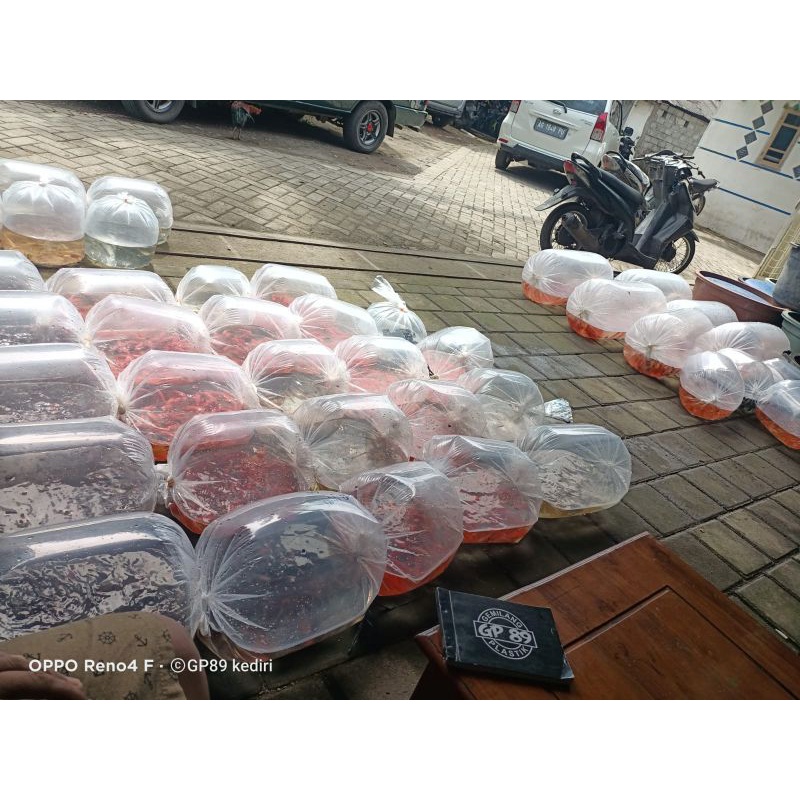 Jual PLASTIK PACKING IKAN @5 kg | Shopee Indonesia