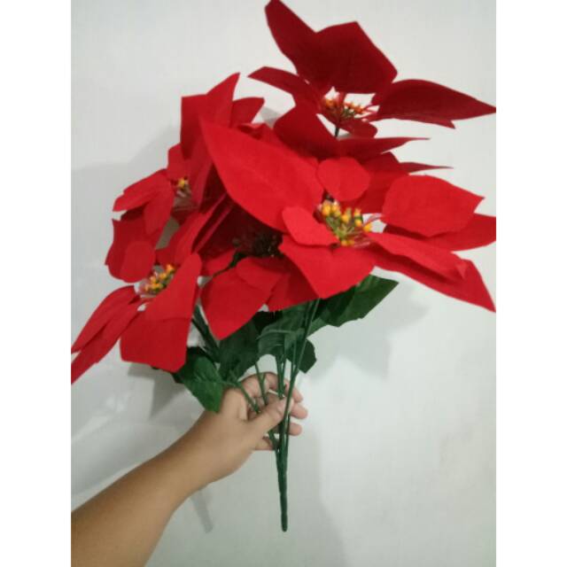 Jual Bunga kastuba/pointsettia/bunga natal besar | Shopee Indonesia