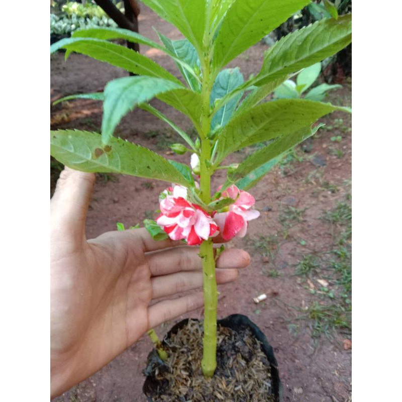 Jual tanaman hias pohon pacar air tumpuk warna bunga batik merah putih ...