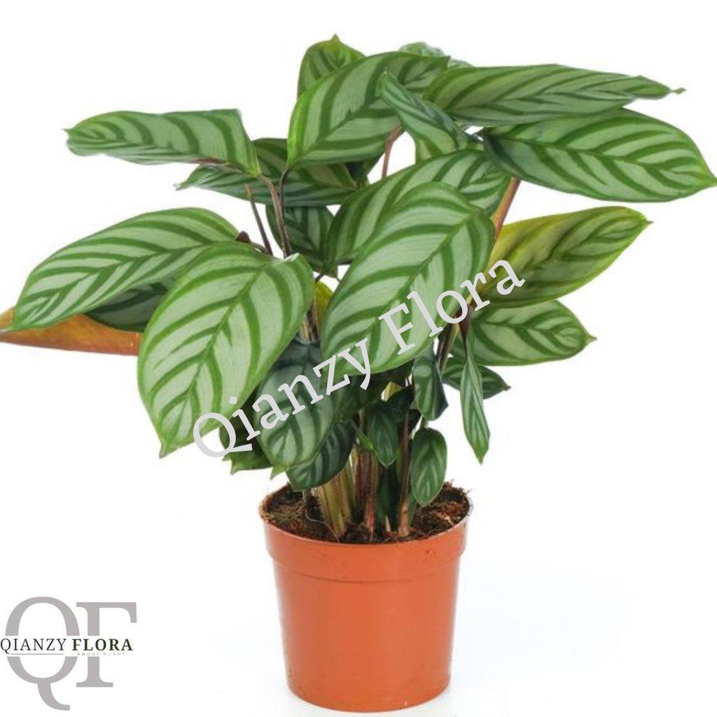 Jual Tanaman hias Calathea Sentosa - calatea ctenanthe - kalatea ...