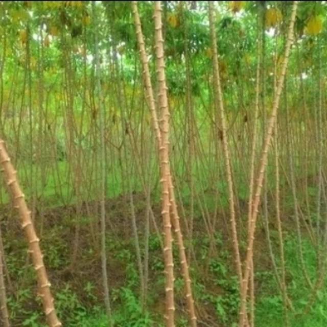 Jual Bibit Batang Pohon Singkong | Shopee Indonesia