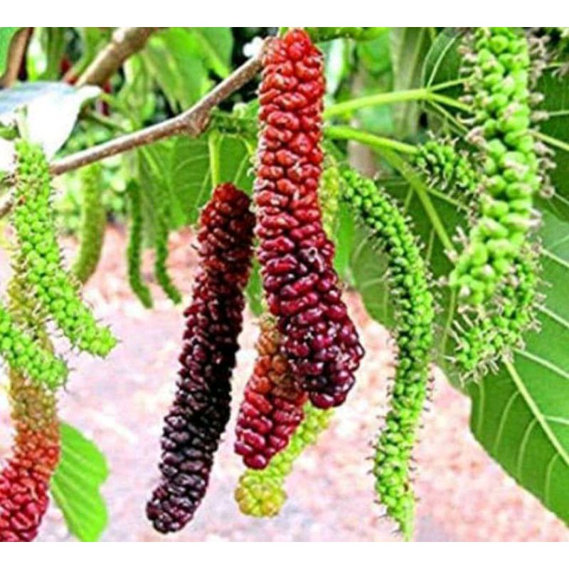 Jual bibit long murbay BATANG BESAR | Shopee Indonesia