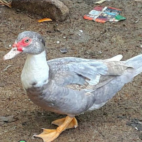 Jual TELUR ENTOK MENTOK RAMBON UNTUK DITETASKAN FERTIL ASLI | Shopee ...