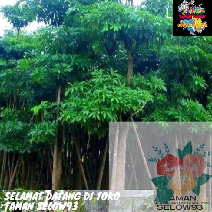 Jual Pohon besar pule batang tunggal. tinggi pohon 5 M. | Shopee Indonesia