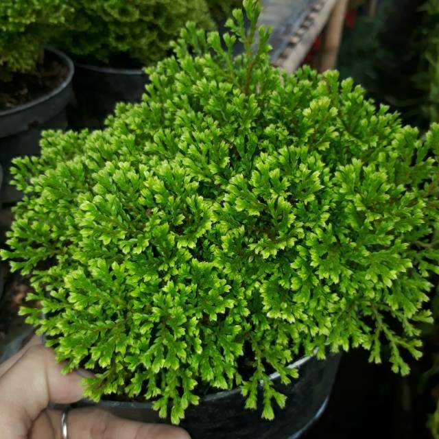 Jual Tanaman hias lumut ambon-ande ande lumut | Shopee Indonesia