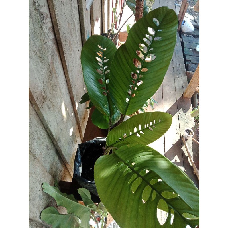 Jual Rhaphidophora Rawatan / Monstera Foraminifera (Paket 6 Plant ...