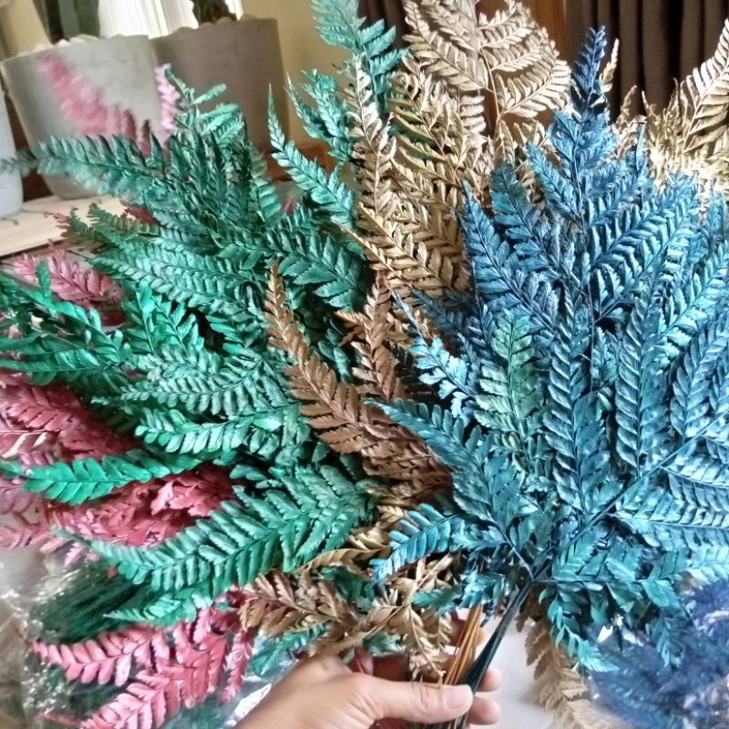 Jual daun pakis asli bunga kering | Shopee Indonesia