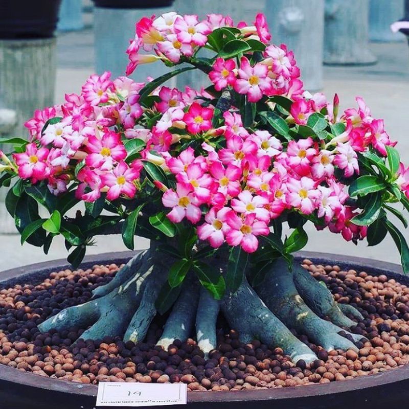 Jual New Bahan Bonsai Adenium Kamboja Jepang Bunga Tumpuk Bunga Pink