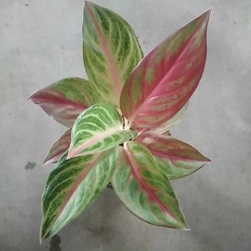 Jual aglonema red panama tanaman hias daun | Shopee Indonesia Jual aglonema red panama tanaman hias daun | Shopee Indonesia