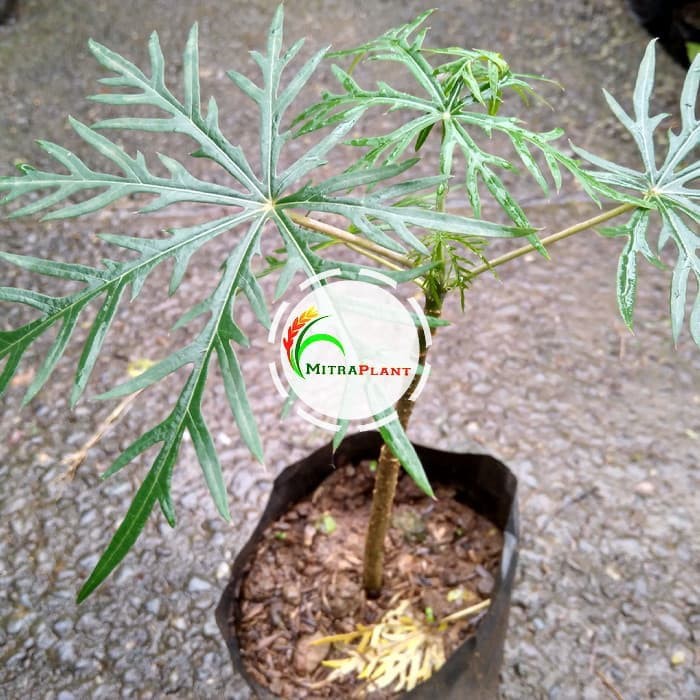 Jual Bibit Tanaman Yodium Bibit Tanaman Betadine Pohon Daun Betadine ...