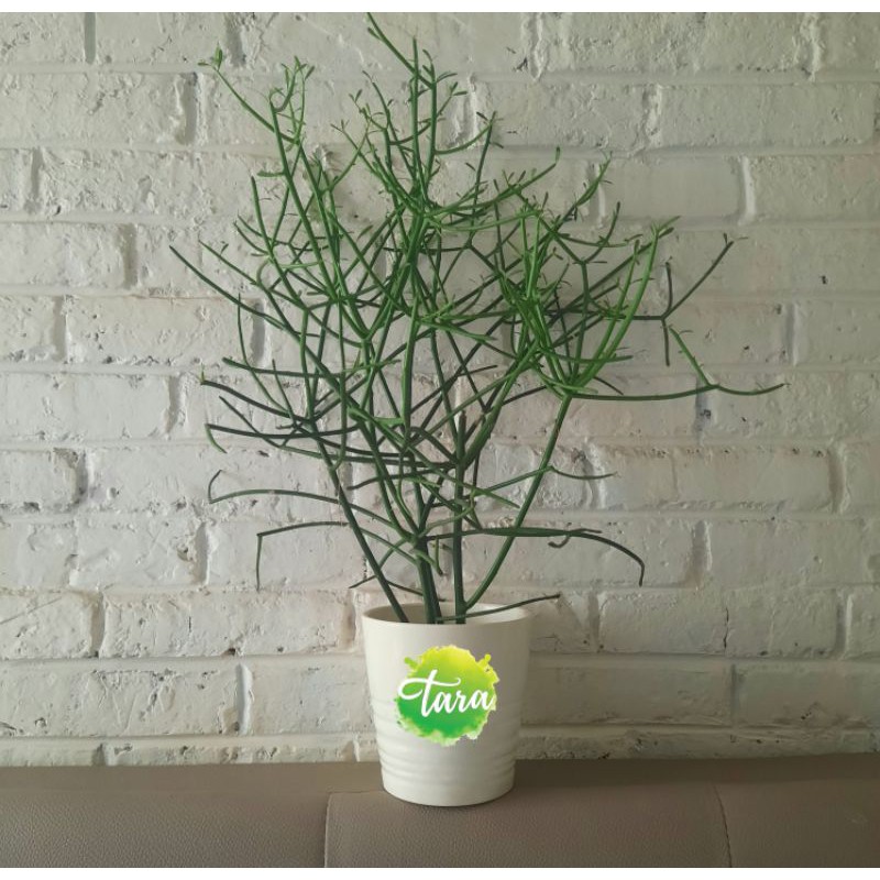 Jual Tanaman Patah Tulang/ Kayu Urip/ Fire Stick/ Euphorbia Tirucalli ...