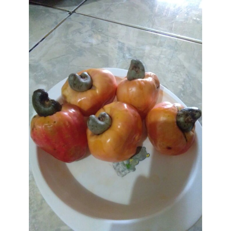 Jual jambu mete | Shopee Indonesia