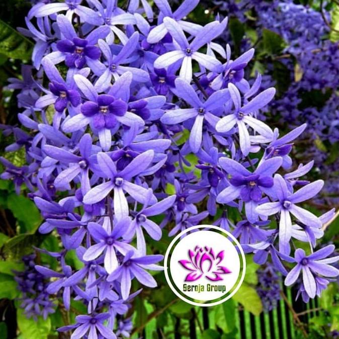 Jual Bibit Tanaman Rambat Patrea Bunga Ungu 30Cm | Pohon Petrea ...