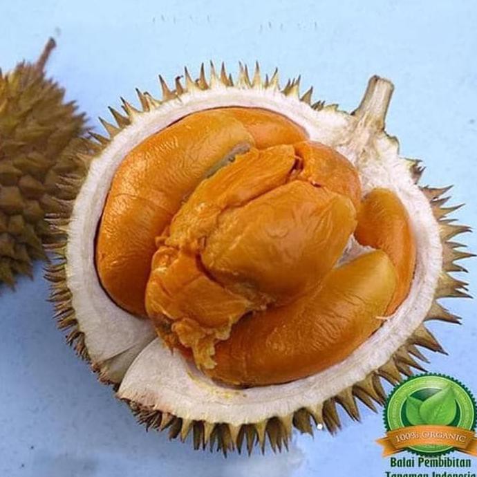 Jual tenar Asli Bibit Durian Duri Hitam Kaki 3 / Bibit Buah / Tanaman Asli! pnp | Shopee Indonesia