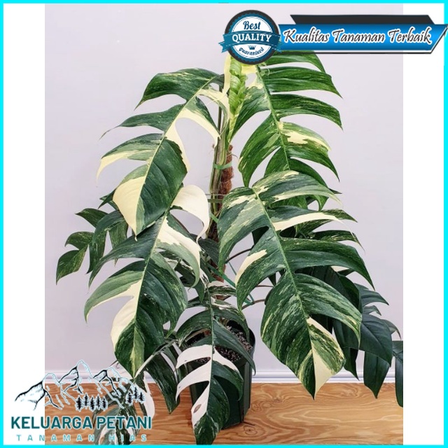 Jual tanaman hias - tanaman epipremnum pinnatum variegata - epipremnum ... Jual tanaman hias - tanaman epipremnum pinnatum variegata - epipremnum ...