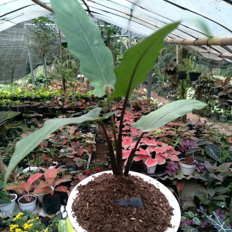 Jual Tanaman Hias Bunga Keris Papua Batang Hitam Original | Shopee ...