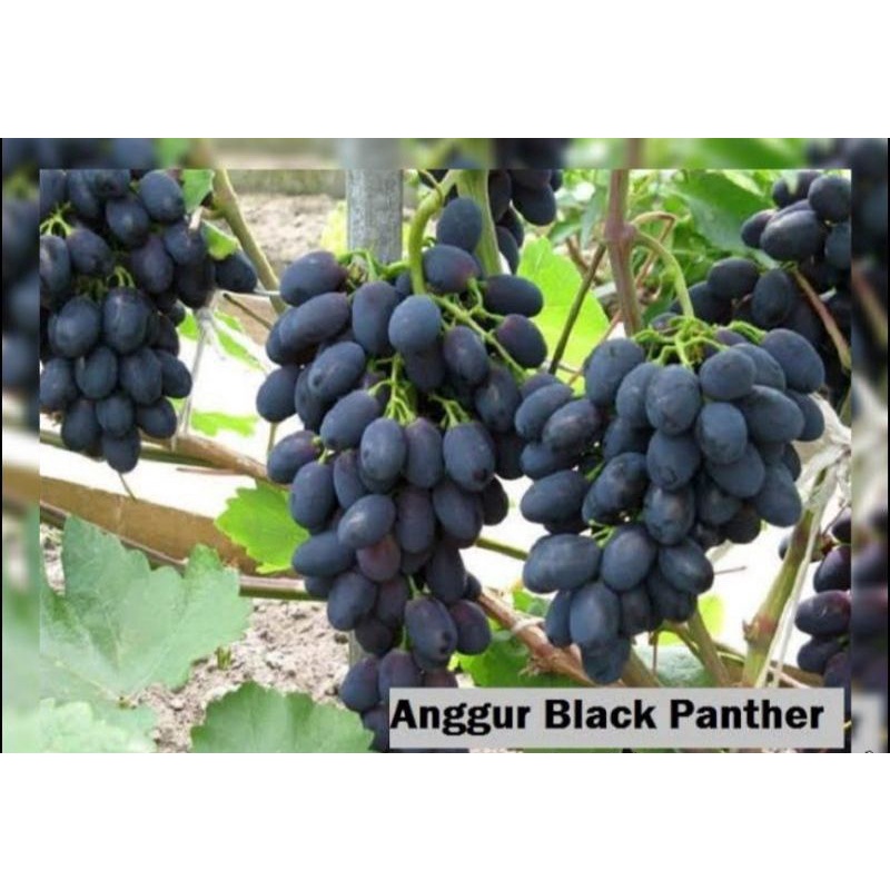 Jual BIBIT ANGGUR IMPORT ( BLACKPANTHER ) | Shopee Indonesia
