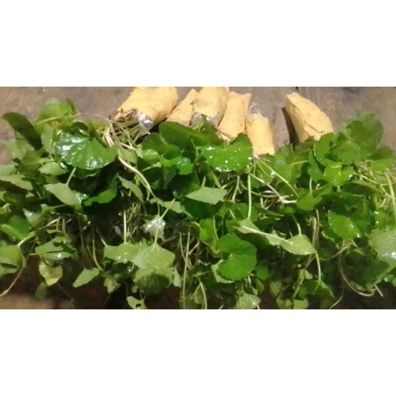 Jual pegagan/daun duduk | Shopee Indonesia