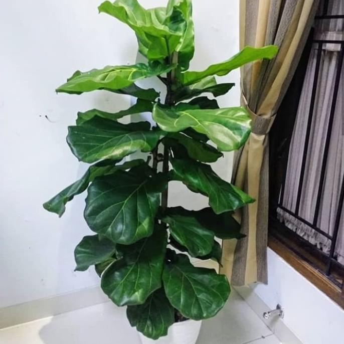 Jual TANAMAN HIAS FIDDLE LEAF FIG / KETAPANG BIOLA CANTIK + POT TAWON ...
