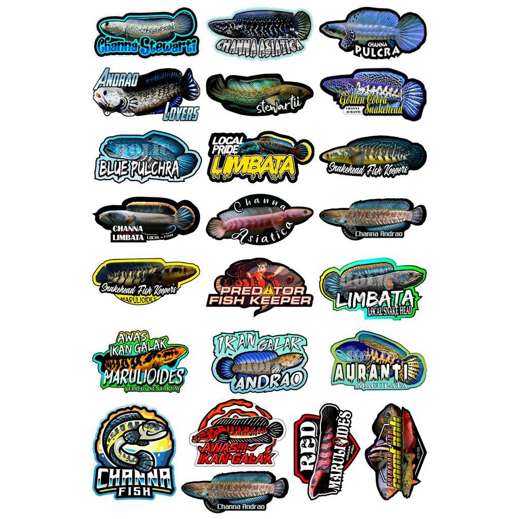 Jual STIKER IKAN CHANNA UKURAN A3+ BAHAN VYNIL ANTI AIR | Shopee Indonesia