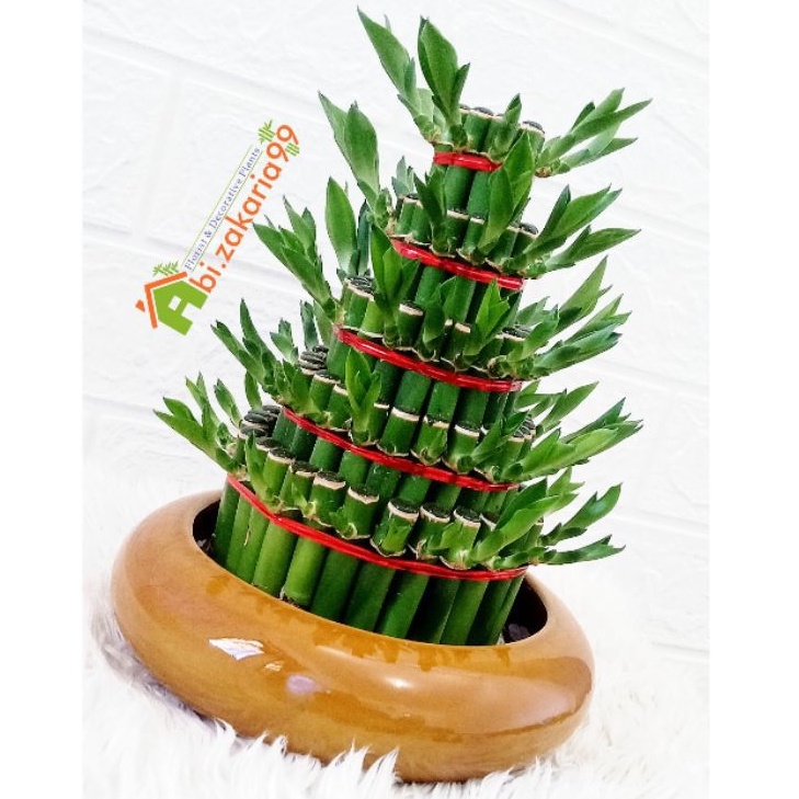 Jual TANAMAN HIAS BAMBU HOKI 5TINGKAT + POT KERAMIK CEPER CANTIK ...