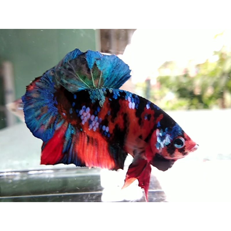 Jual IKAN CUPANG NEMO MULTI | Shopee Indonesia