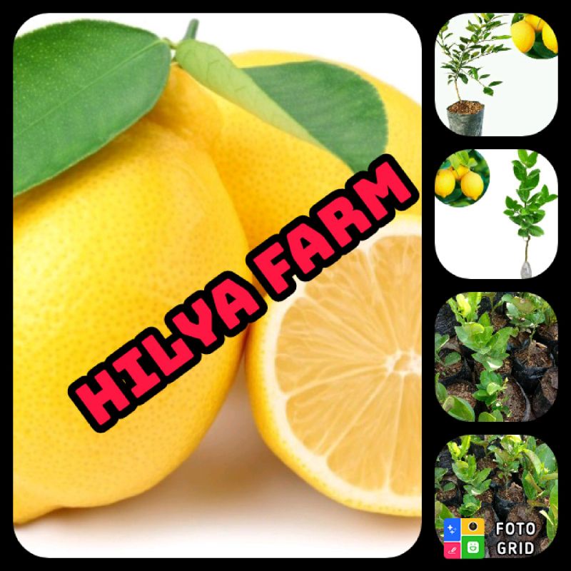 Jual Bibit Jeruk Lemon Kalifornia California Hasil Stek Batang Bukan ...