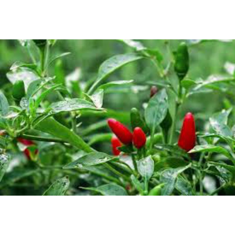 Jual Cabe rawit mini / cabe rawit hutan / cabe rawit setan super pedas ...