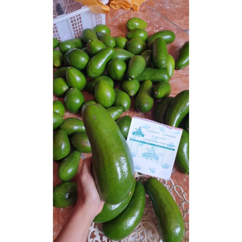 Jual ALPUKAT LONJONG 2KG | Shopee Indonesia