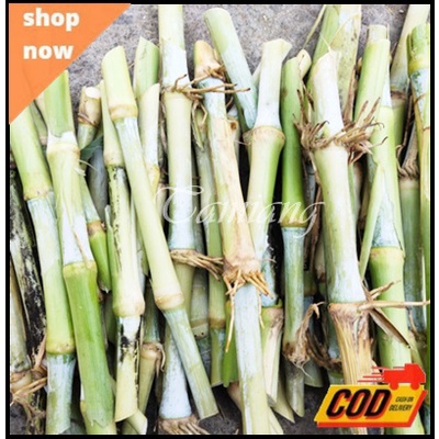 Jual Bibit Pakchong Unggul Rumput Pakan Sapi Kambing Kualitas Super ...