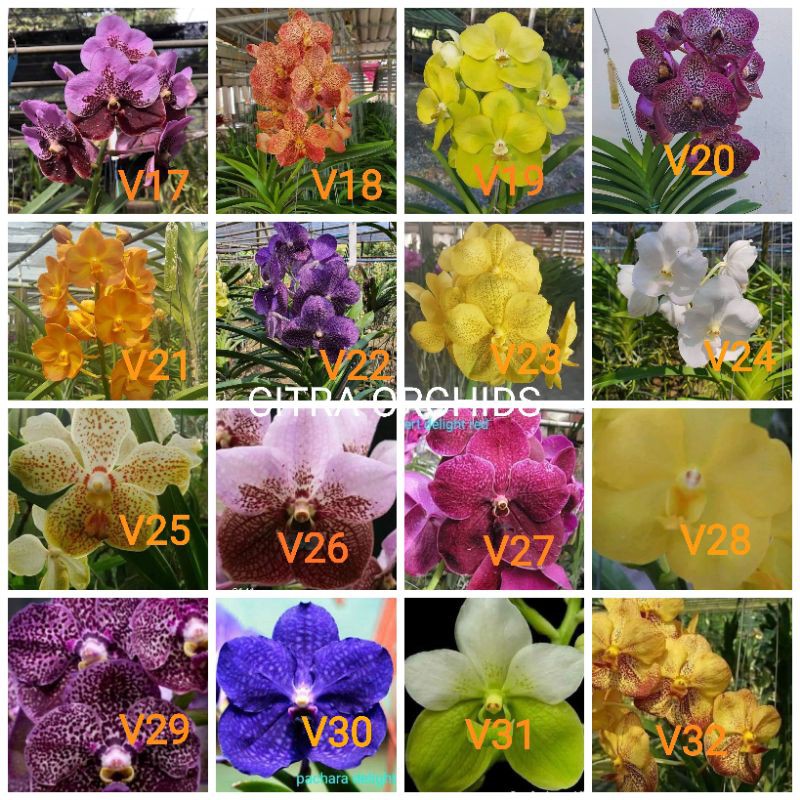 Jual Anggrek pra remaja vanda besar hybrid tailand murah bunga jumbo ...