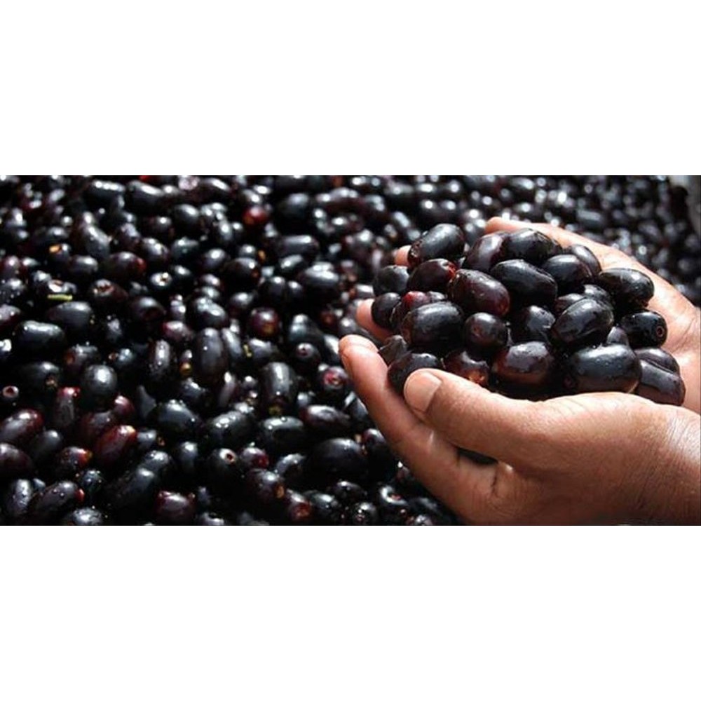 Jual 10 BIJI benih JAMBLANG /JUWET | Shopee Indonesia