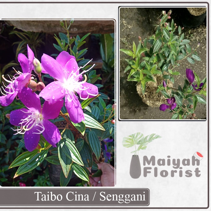 Jual Tanaman Hias Bunga Senggani - Senduduk - Cengkodok - Kluruk ...