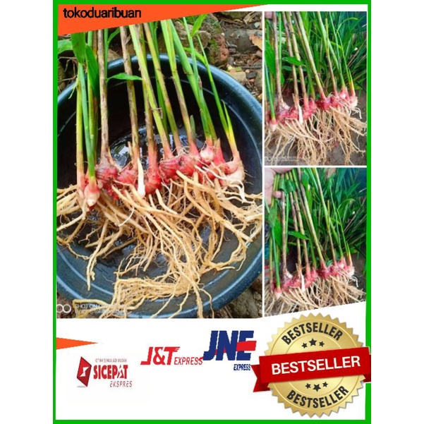 Jual bibit jahe merah super siap tanam (PROMO BELI 10 GRATIS 1BATANG ...