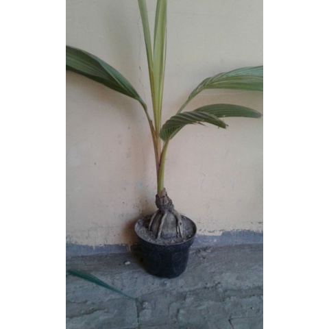 Jual Bonsai Kelapa / Bonkla bentuk unik bagus | Shopee Indonesia