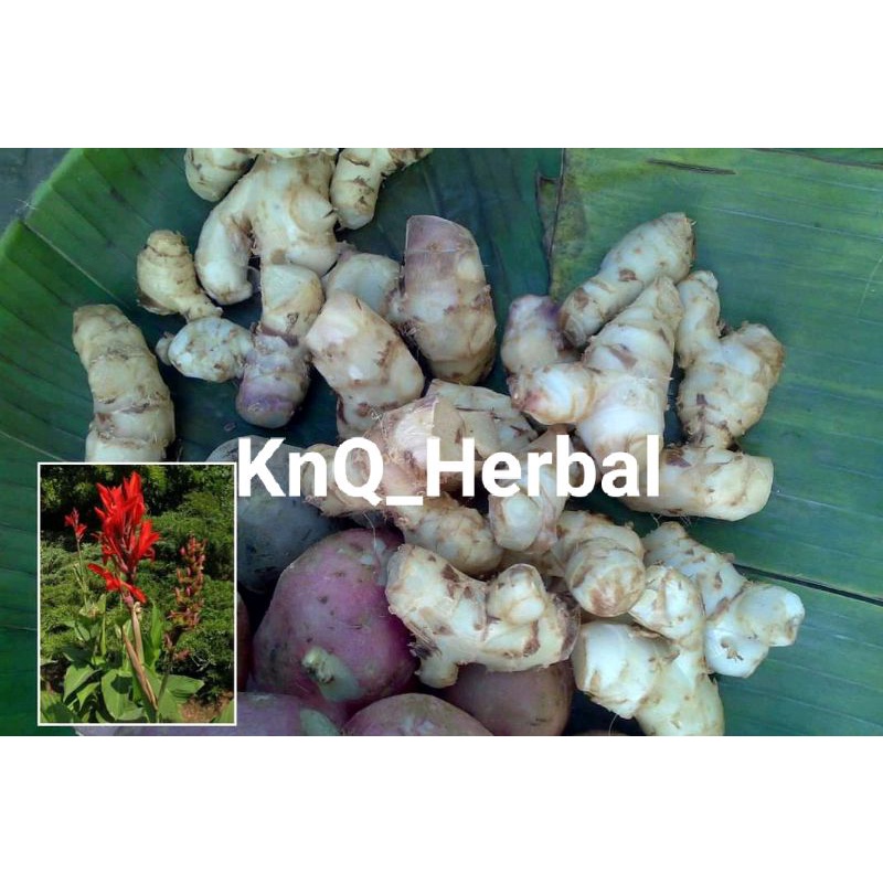 Jual Umbi Ganyong Asli Segar 1 Kg | Shopee Indonesia