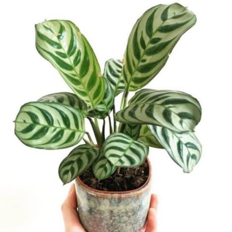 Jual PROMO !!! Tanaman hias calathea stromata | Shopee Indonesia