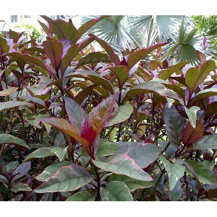 Jual Daun Handelem Daun Handeuleum Daun Handeleum Daun Ungu Segala Obat ...