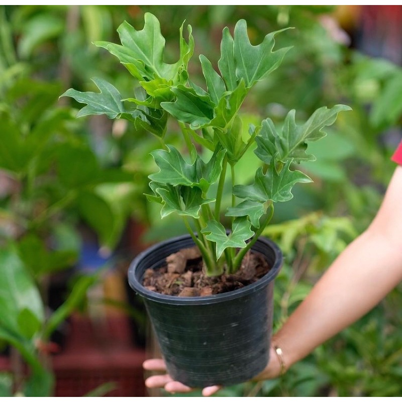 Jual ( BISA COD ) PROMO! Tanaman Hias Monstera Jari / Bunga ...