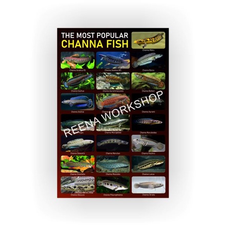 Jual Poster Ikan Channa (Channidae) | Shopee Indonesia