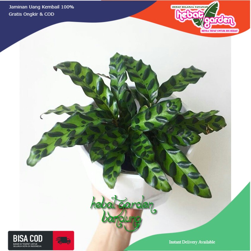Jual Tanaman Calathea lancifolia - Maranta ekor ayam | Shopee Indonesia
