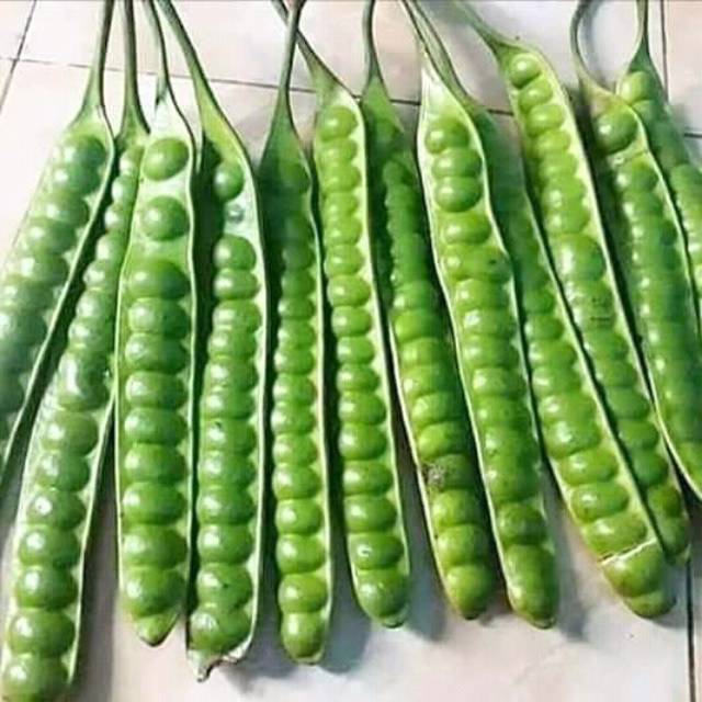 Jual PETAI/PETE Petai Peteuy Pete Segar 1Papan I Buah Pete I Makanan ... Jual PETAI/PETE Petai Peteuy Pete Segar 1Papan I Buah Pete I Makanan ...