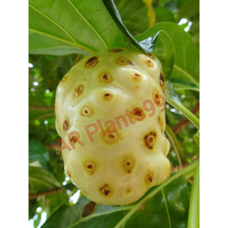 Jual BUAH MENGKUDU / CANGKUDU SEGAR 1 KG | Shopee Indonesia
