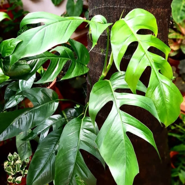 Jual NEW PRODUK tanaman hias epipremnum pinatum ekor naga - pohon ...