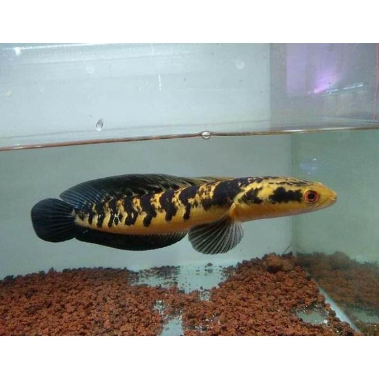 Jual Chana Yellow sentarum 20-24cm red eye(fix) | Shopee Indonesia