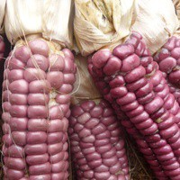 Jual 5 Benih Biji Bibit Red Pozole Corn | Shopee Indonesia